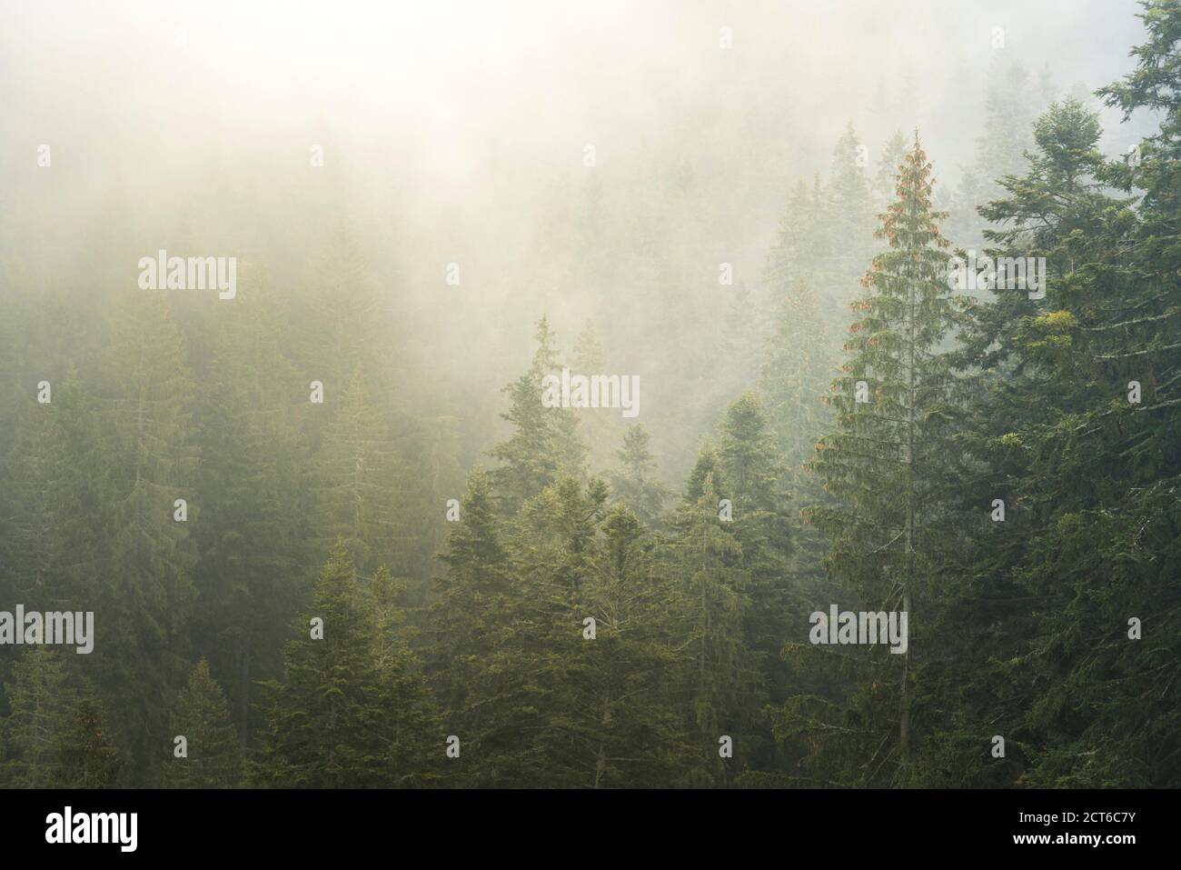 Misty Romanian forest landscape, Sucevita Monastery, Bukovina Region ...