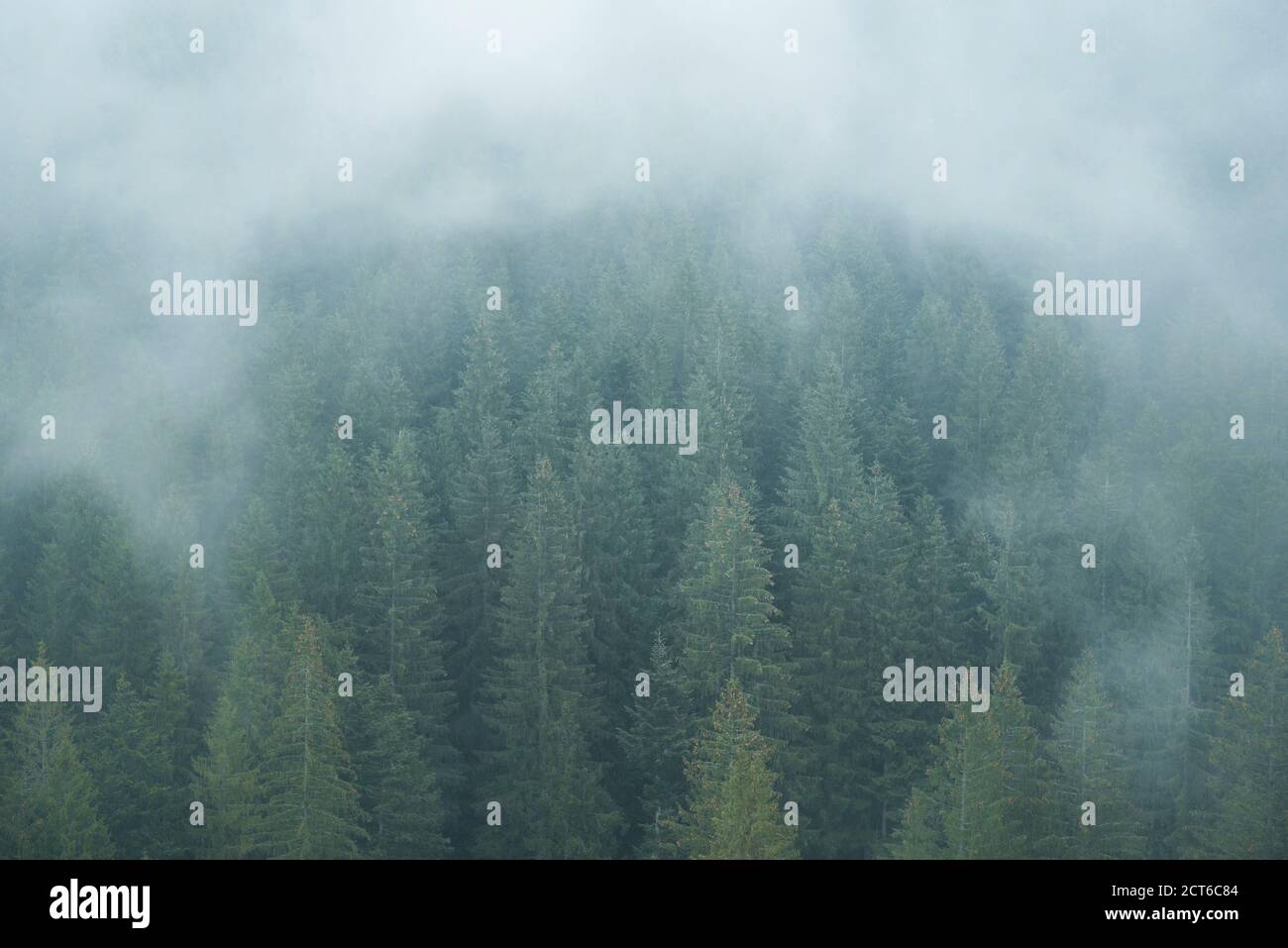 Misty Romanian forest landscape around Sucevita Monastery, Bukovina ...