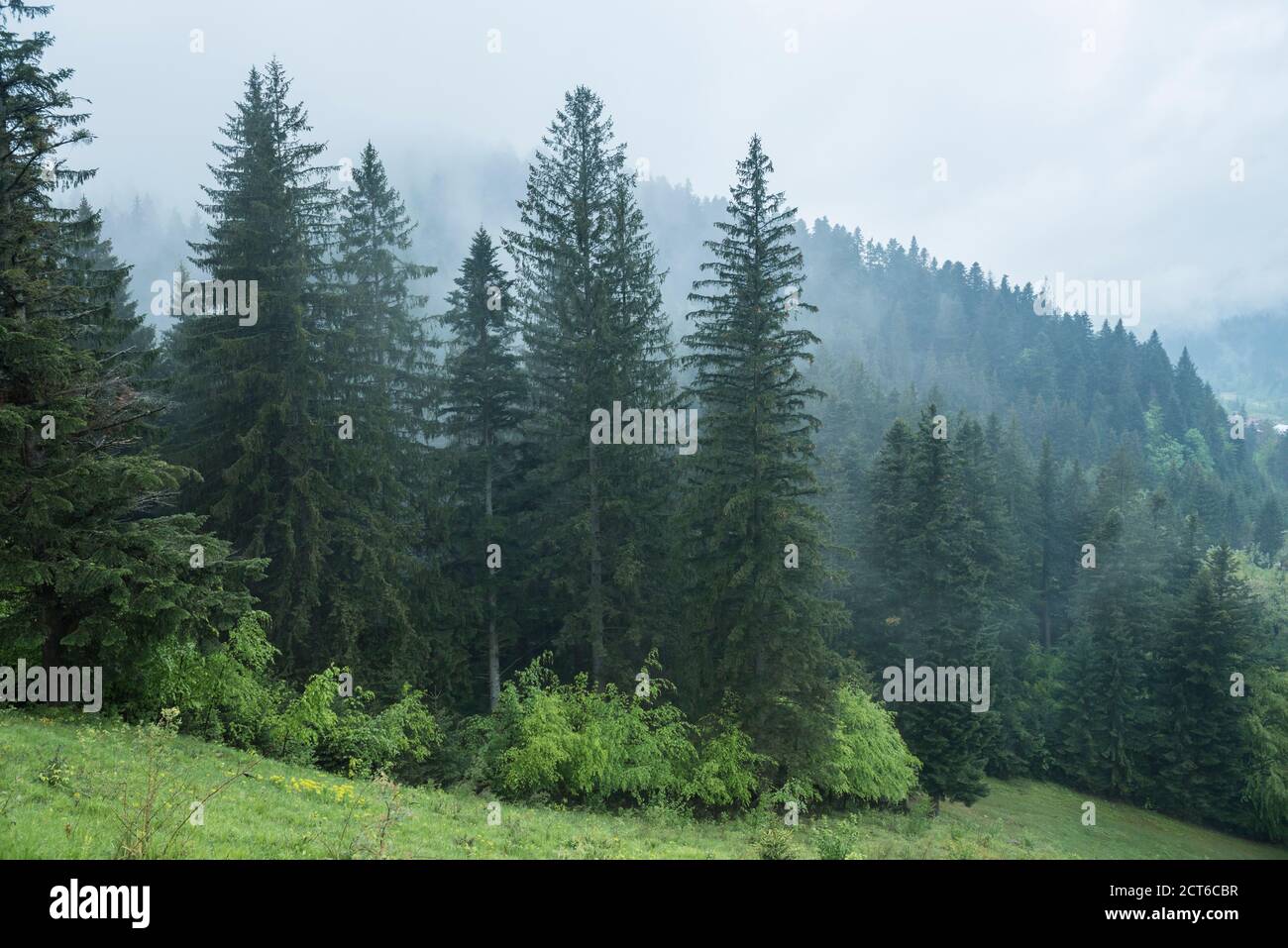 Misty Romanian forest landscape around Sucevita Monastery, Bukovina ...