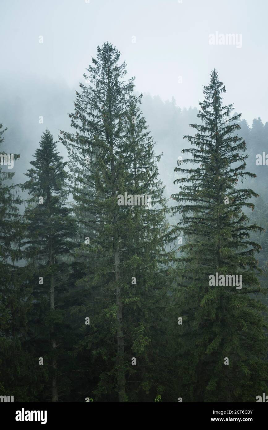 Misty Romanian forest landscape around Sucevita Monastery, Bukovina ...
