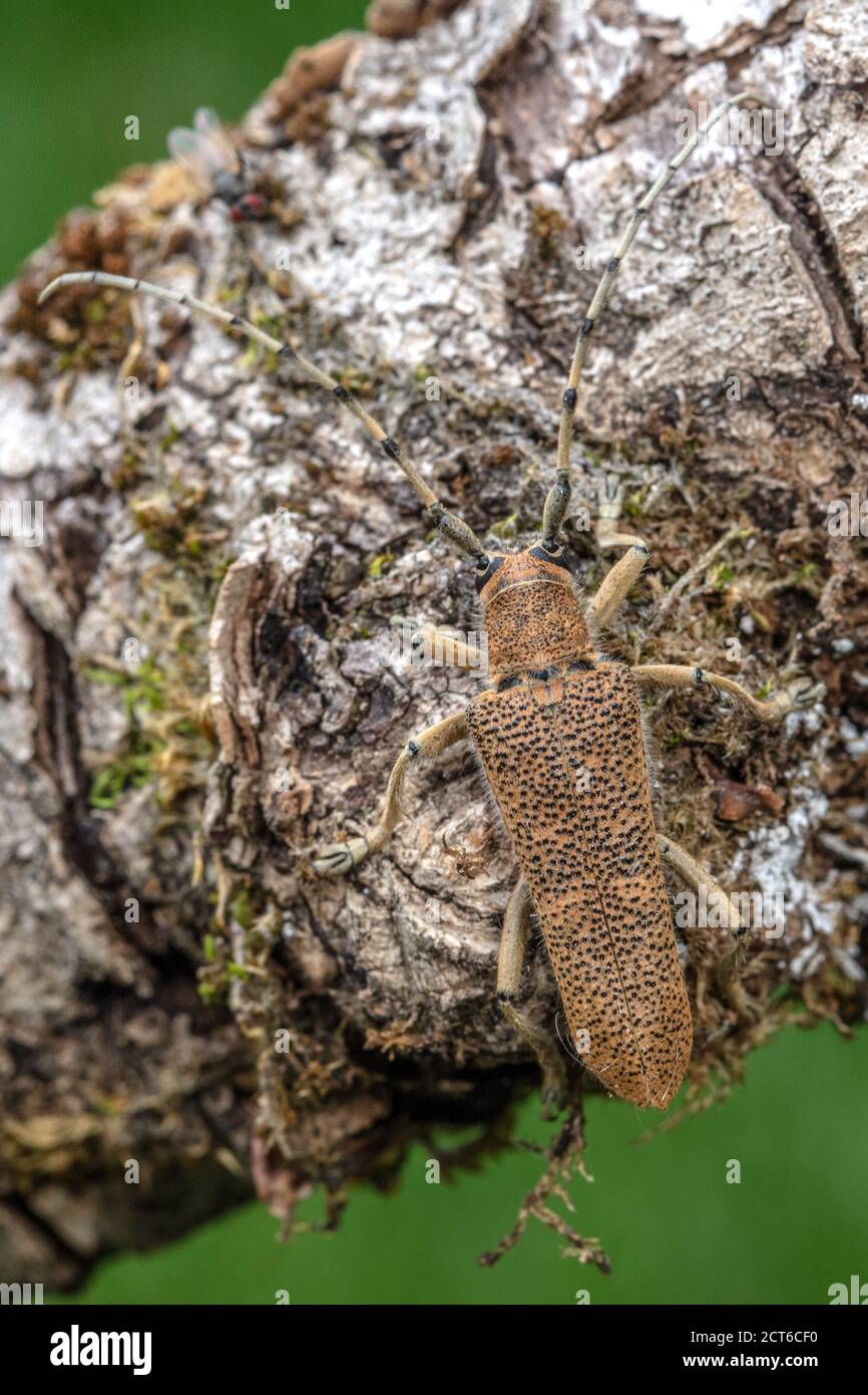Nature, Insect, Beetle, Longhorn Beetle, Saperda carcharias ...