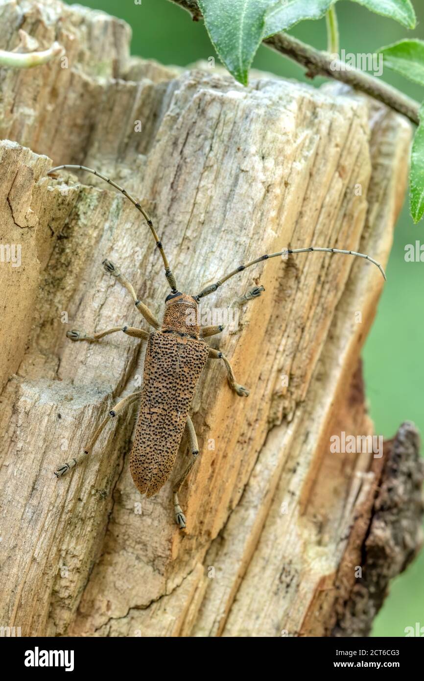 Nature, Insect, Beetle, Longhorn Beetle, Saperda carcharias ...