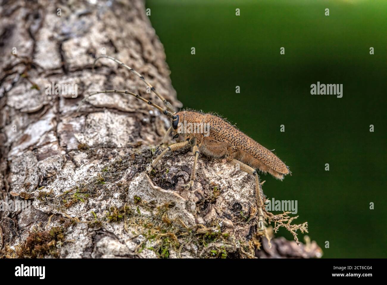 Nature, Insect, Beetle, Longhorn Beetle, Saperda carcharias ...