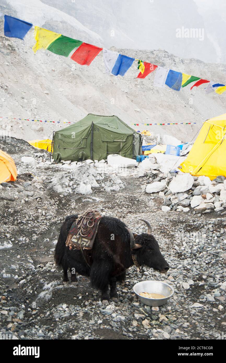 Yak eating from bowl at base camp on the lower slopes of the Everest ...