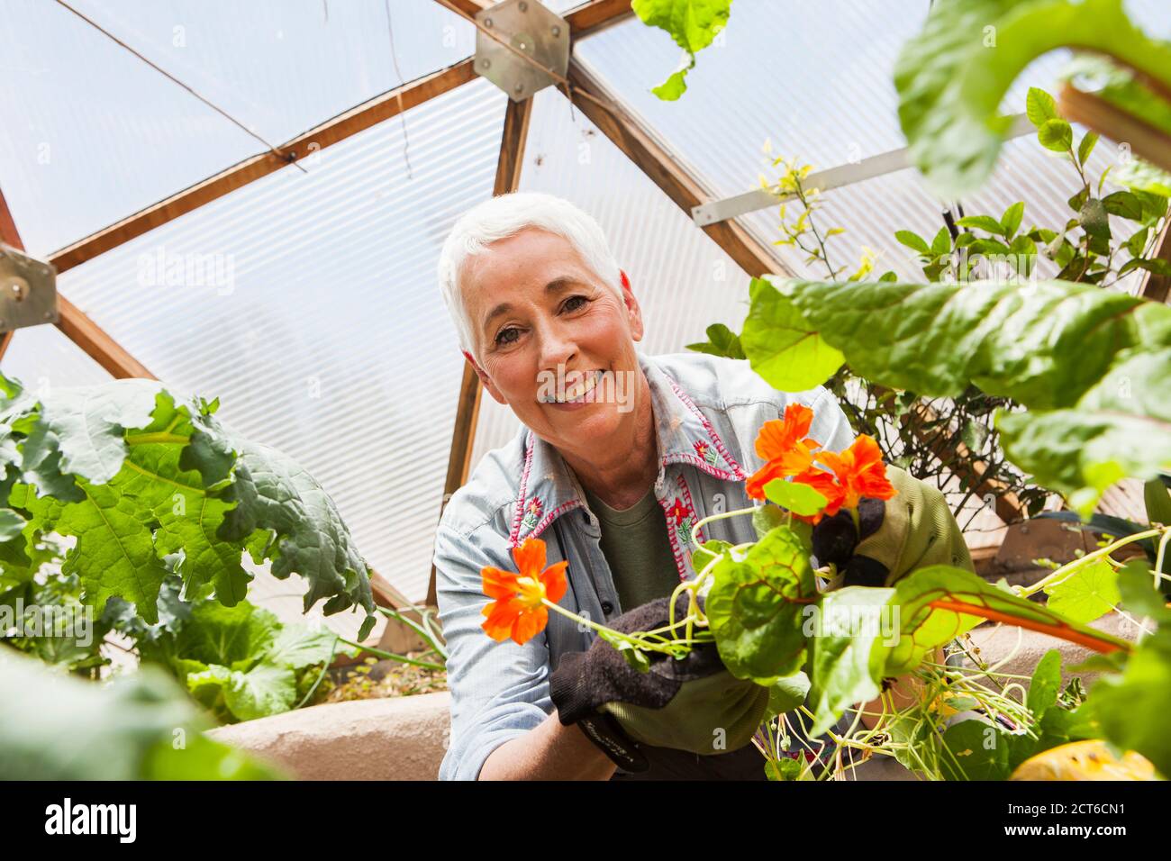 Smiling senior woman gardening in a geodesic dome, climate controlled ...