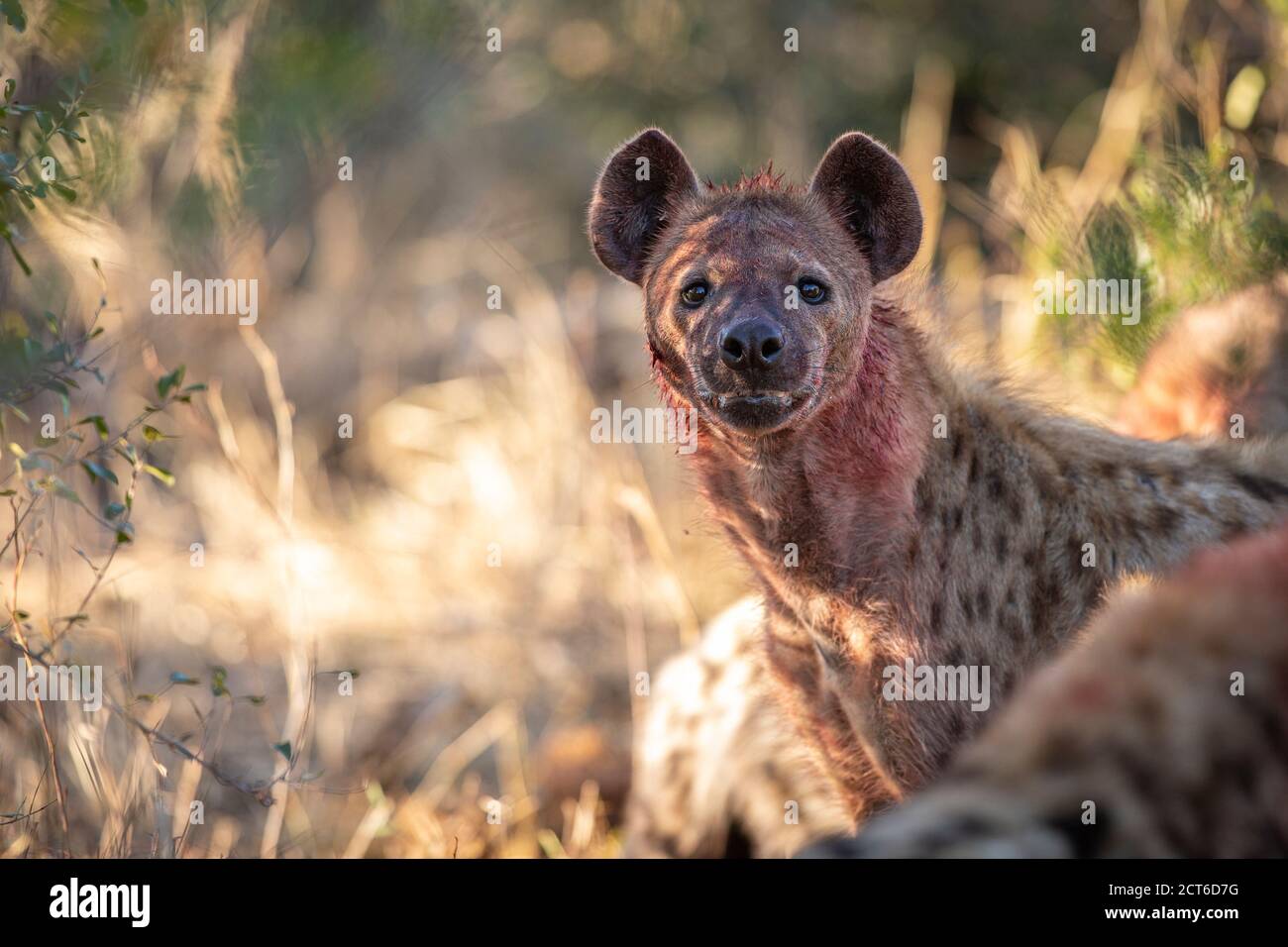 A spotted hyena, Crocuta crocuta, with blood covering its face, direct ...