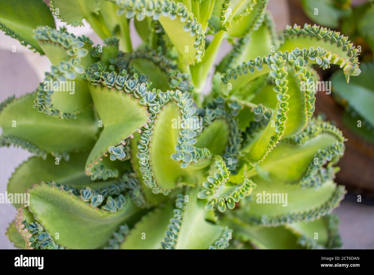 Bryophyllum High Resolution Stock Photography and Images - Alamy