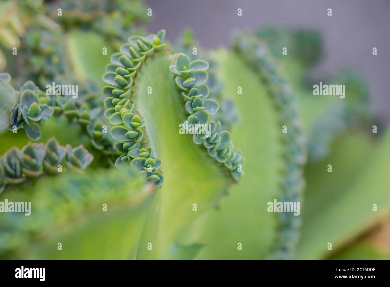 The reproductive leaves of Mother of thousands tree which is the ...