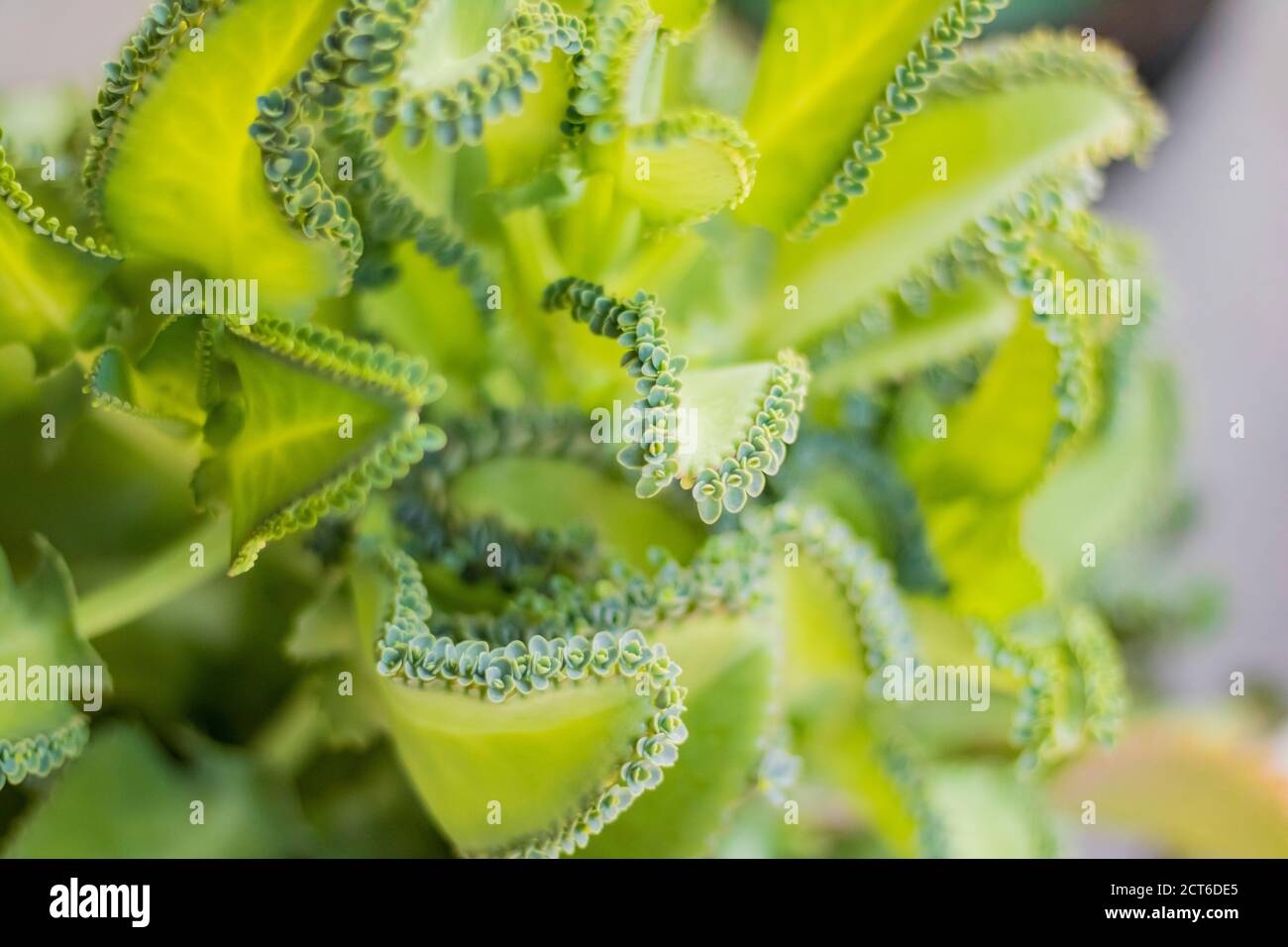 The reproductive leaves of Mother of thousands tree which is the ...