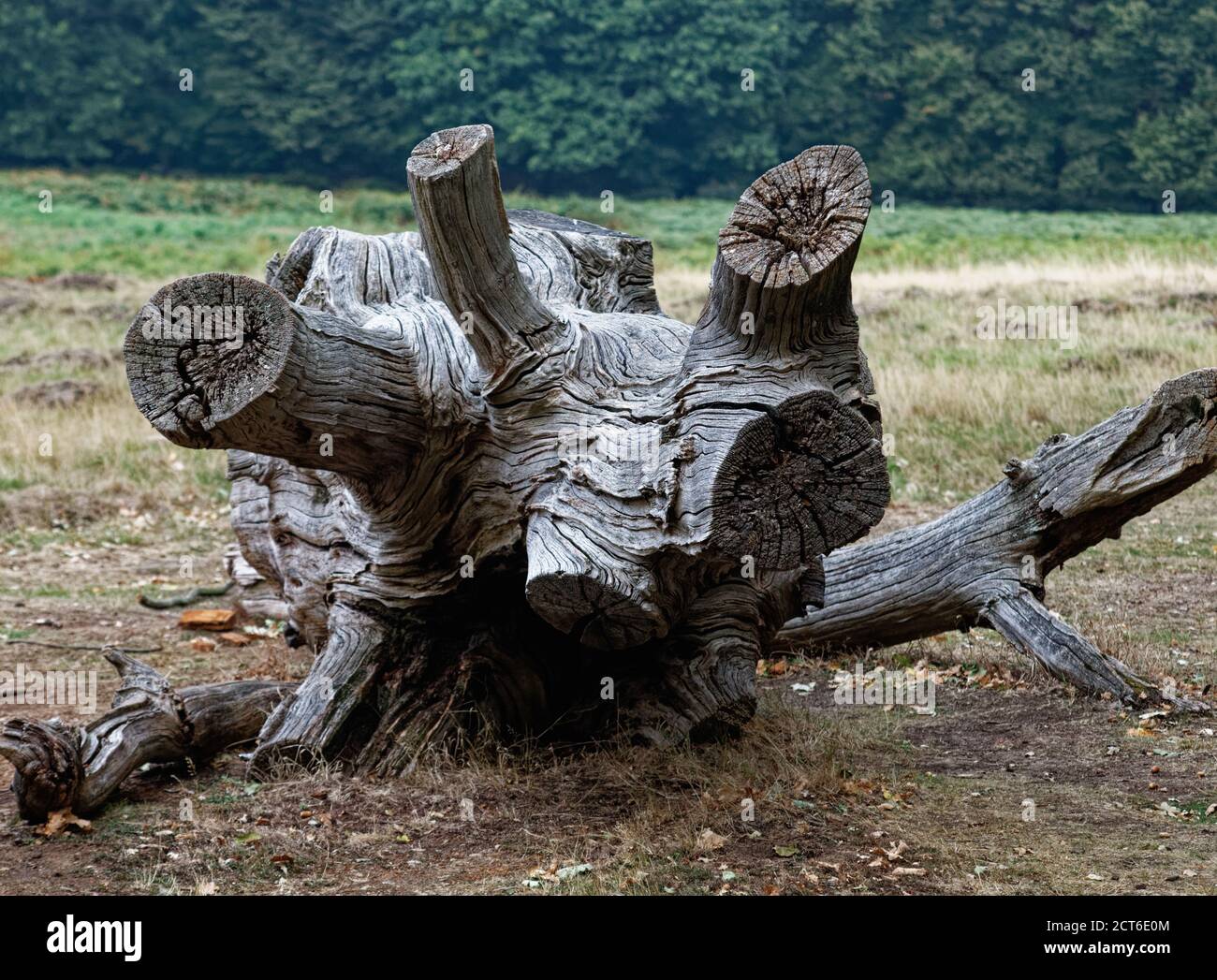 Cut down tree trunks in Richmond Park, Surrey Stock Photo - Alamy