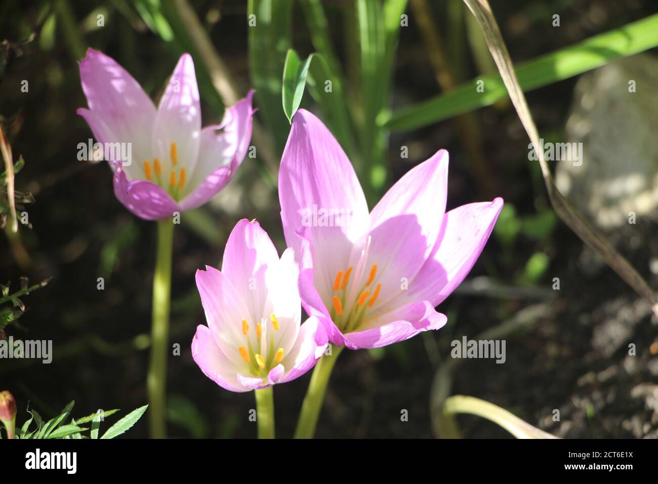 Crocus flowers in the early sping. First blooming spring blossoms Stock ...