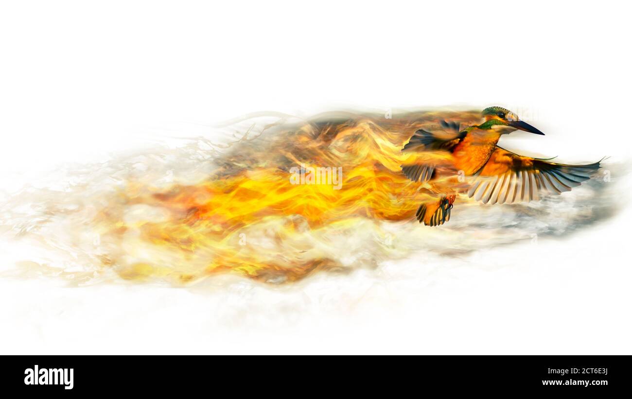 Abstract nature. Flying bird. Dispersion effect. White background ...