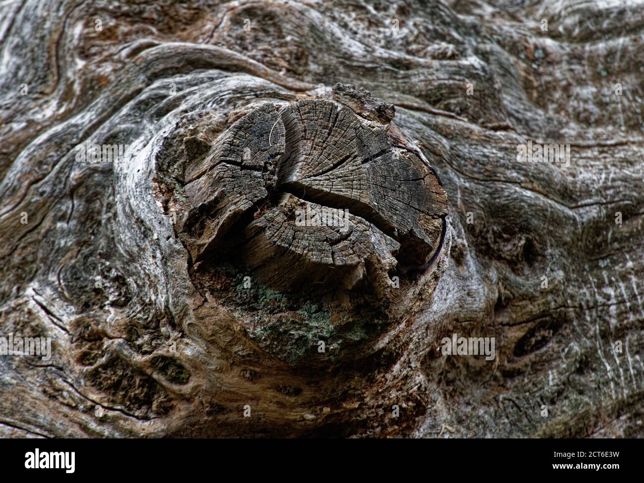 Abstract tree curves on hi-res stock photography and images - Alamy
