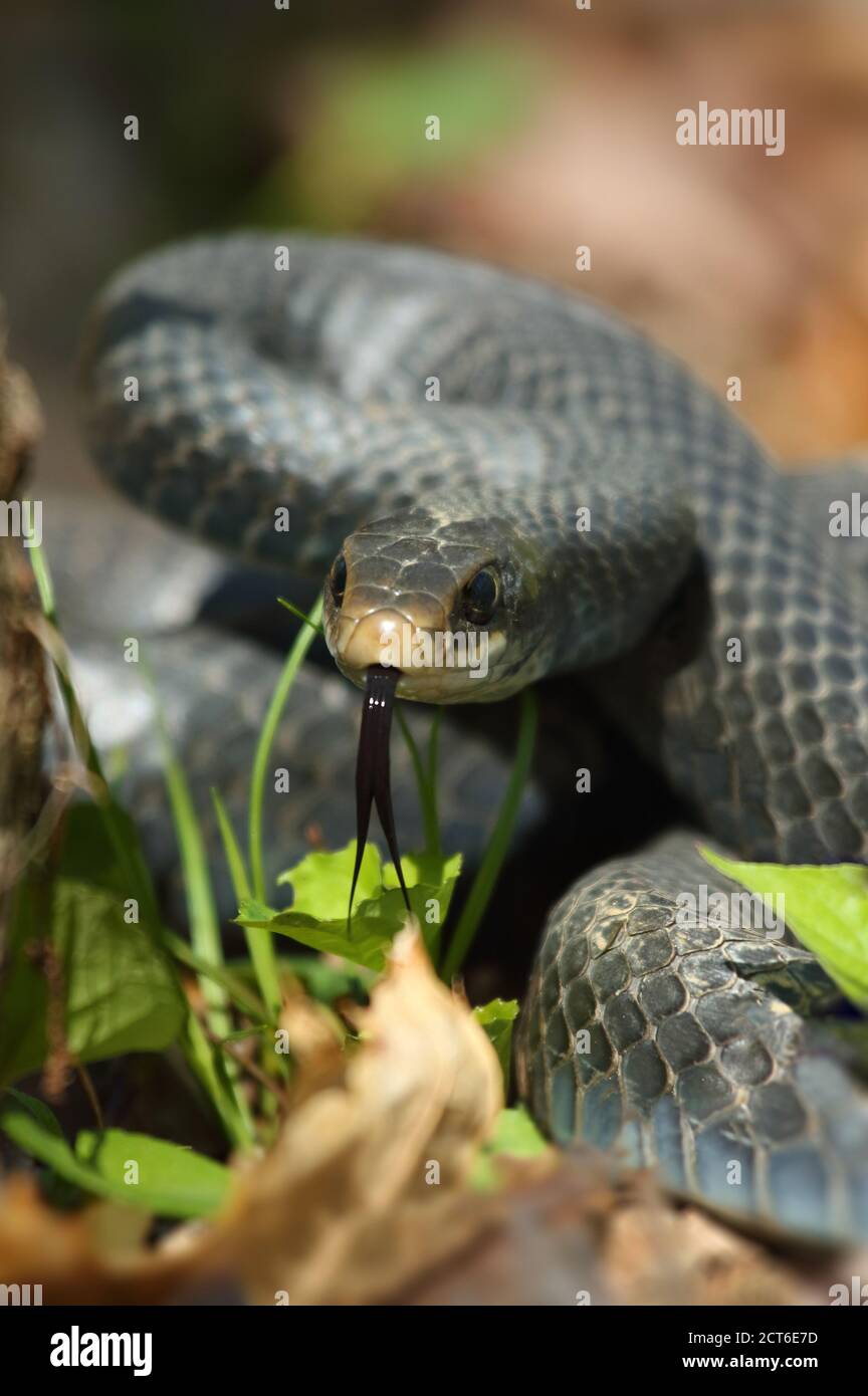 Black poisonous snake curled hi-res stock photography and images - Alamy