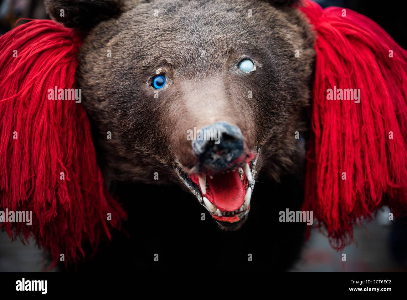 One person bear hi-res stock photography and images - Alamy