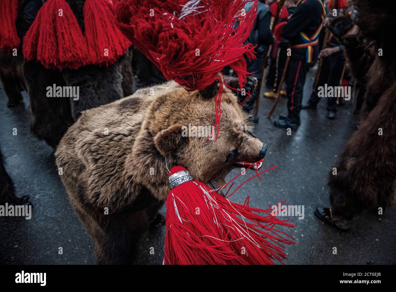 One person bear hi-res stock photography and images - Alamy