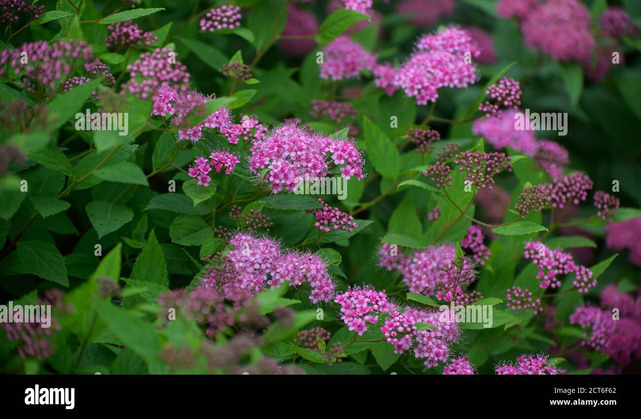 Beautiful pink flowers of Japanese meadowsweet at sunny day Stock Photo ...