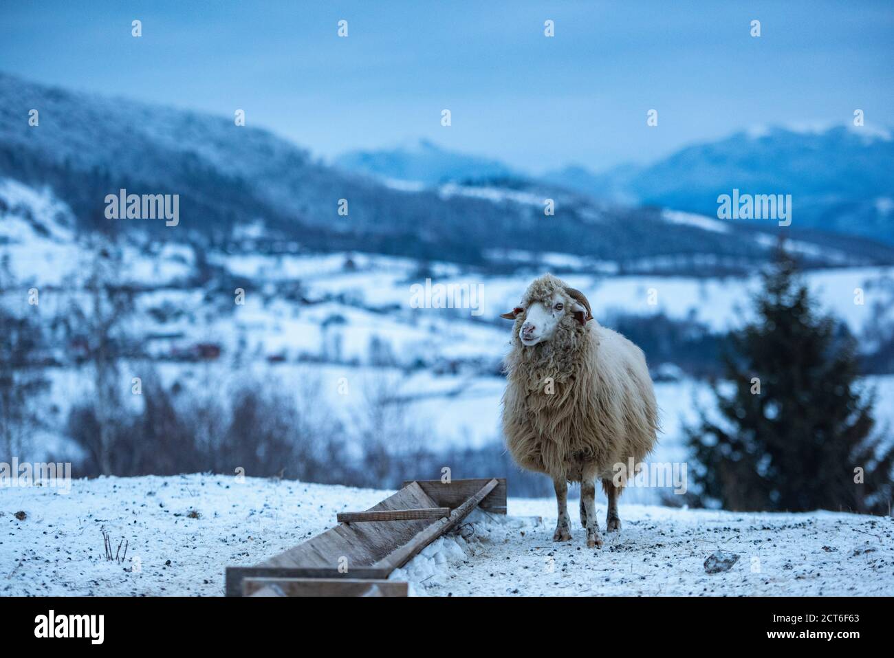Carpathian mountains and animals hi-res stock photography and images ...
