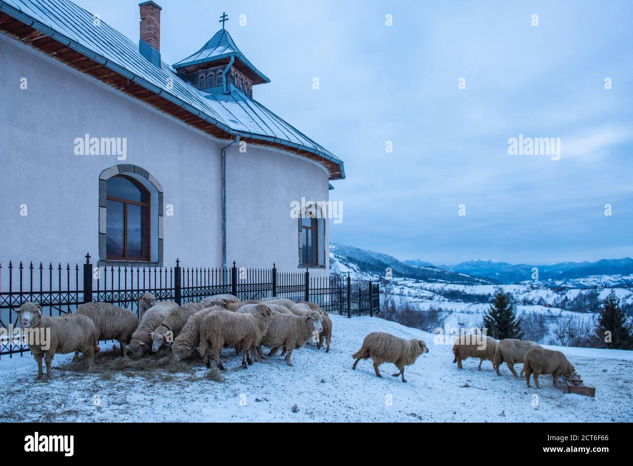 Carpathian mountains and animals hi-res stock photography and images ...