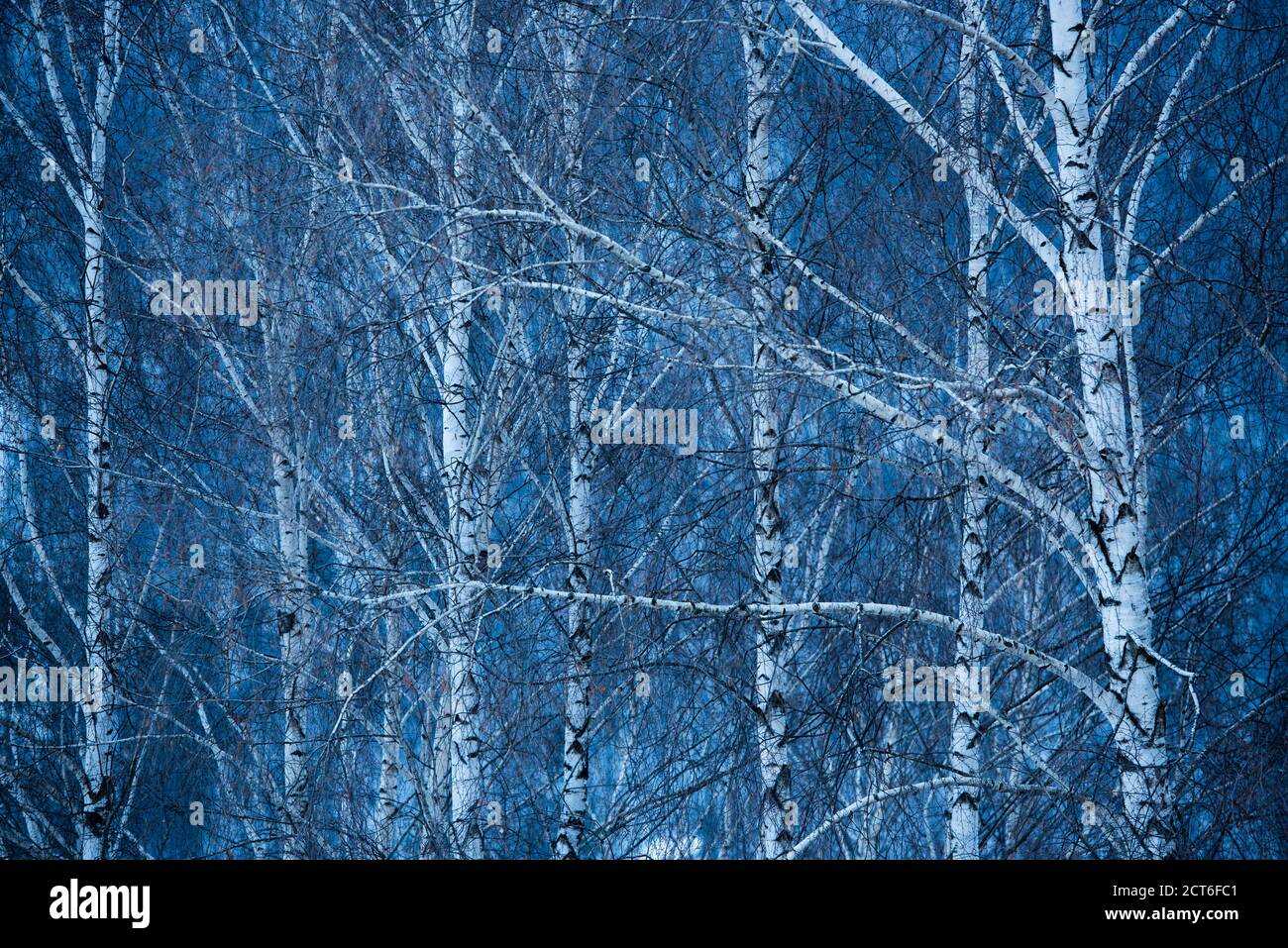 Birch trees, Bran, Transylvania, Romania, background with copy space ...