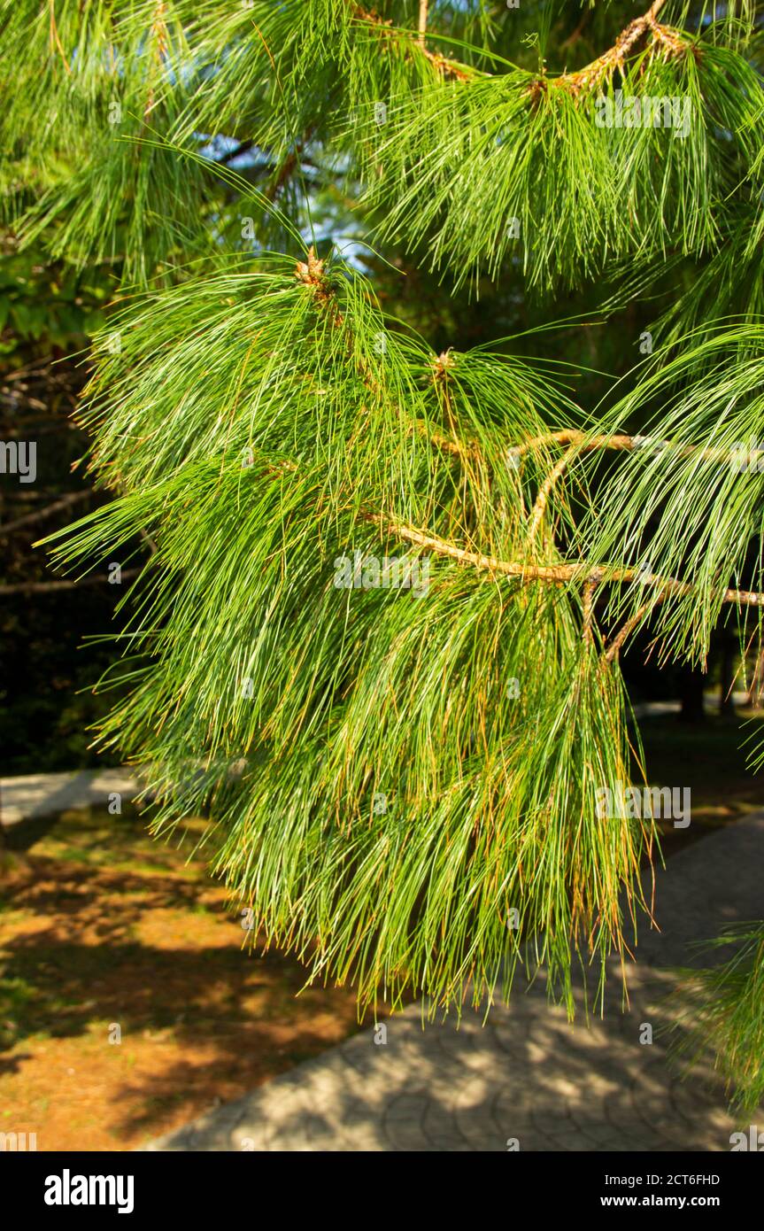 Pinus patula. Pinus strobus pine with a weeping crown Stock Photo - Alamy