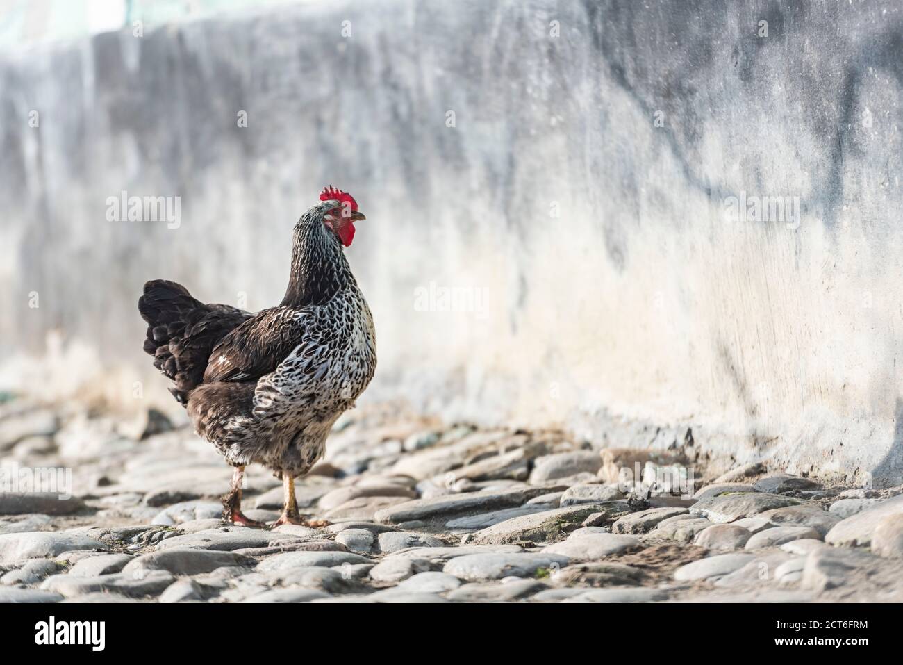 Transylvanian chicken hi-res stock photography and images - Alamy