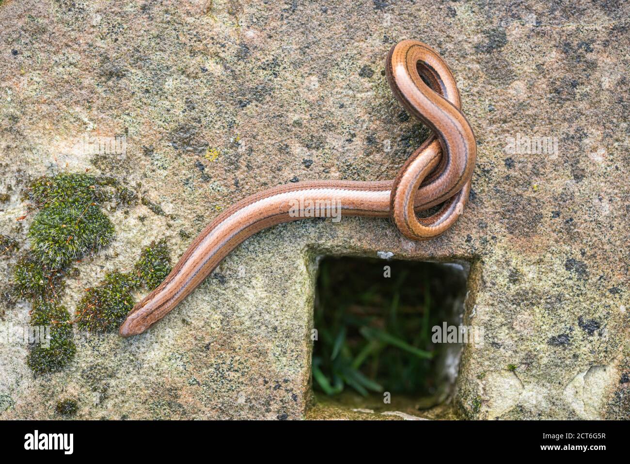 Slow worm, Anguis fragilis, late summer on Buckinghamshire heathland ...
