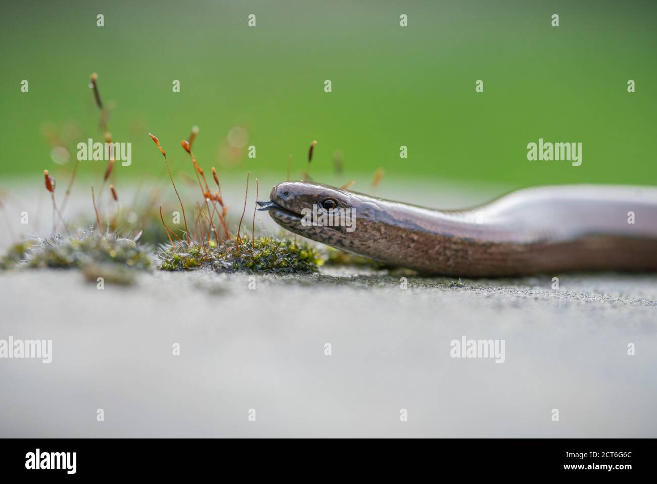 Slow worm, Anguis fragilis, late summer on Buckinghamshire heathland ...