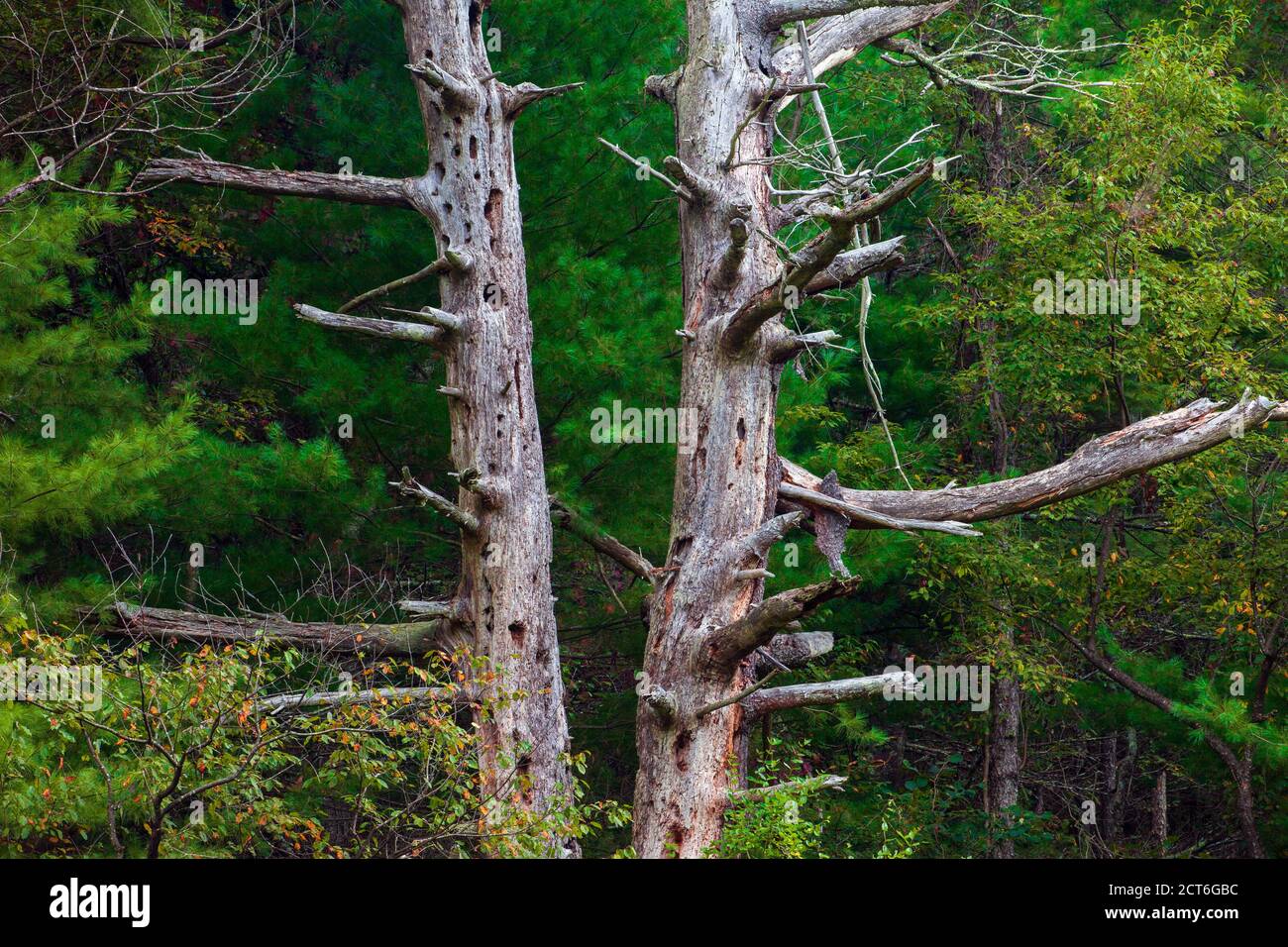 A dead Eastern White Pine tree now serves as home for various species ...
