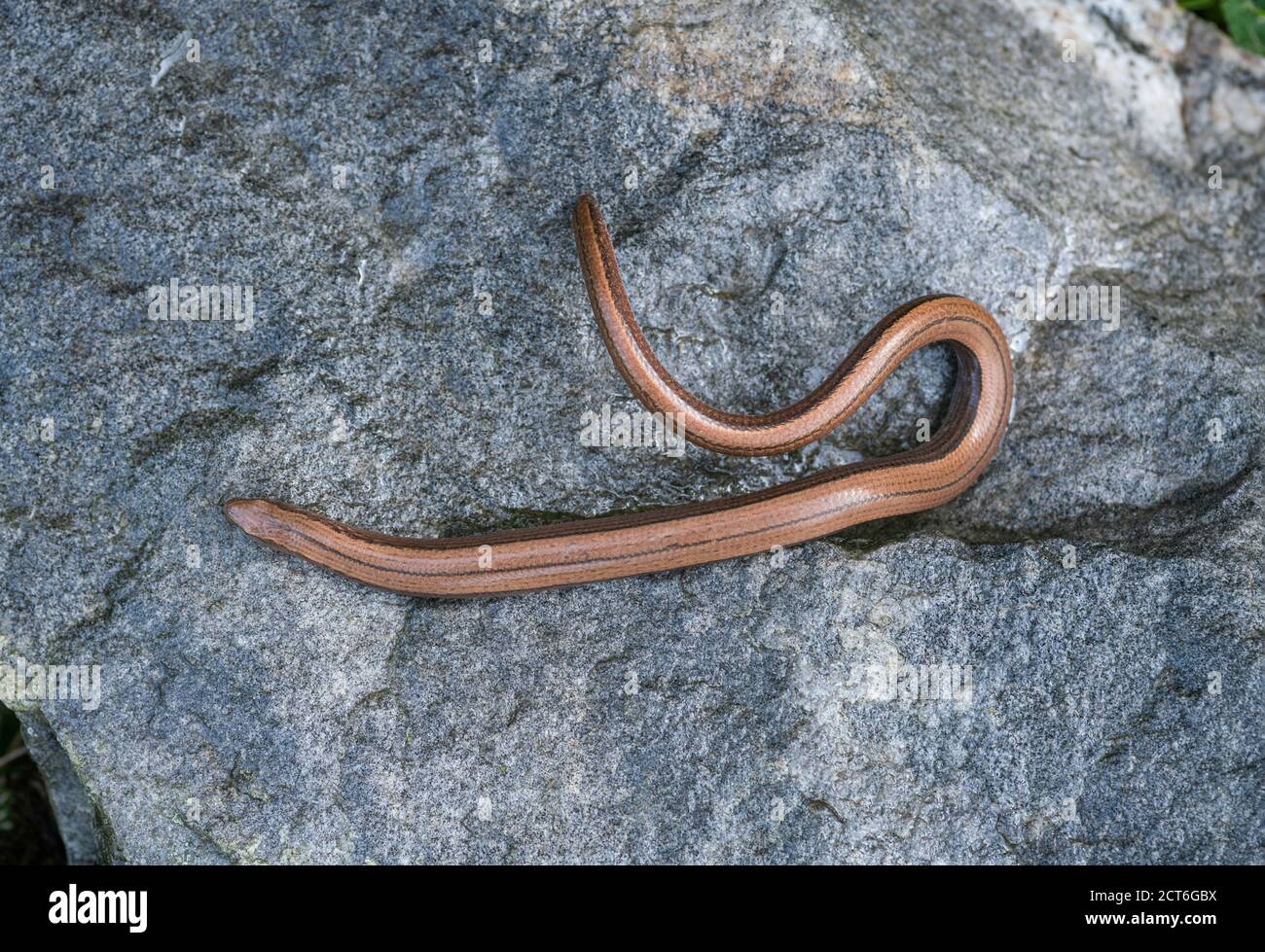 Slow worm, Anguis fragilis, late summer on Buckinghamshire heathland ...