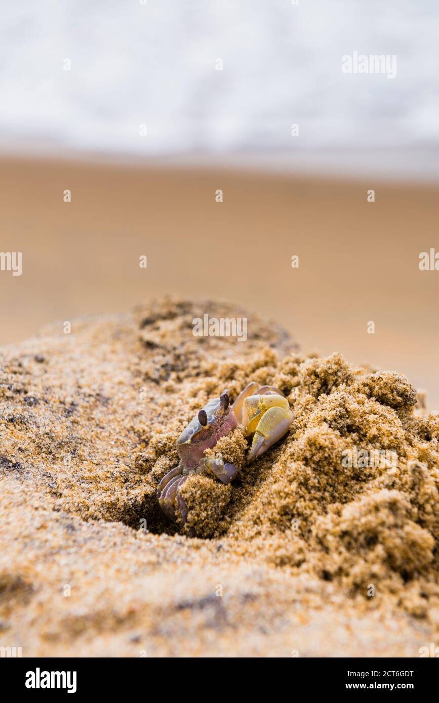 Nature of sri lankan crab hi-res stock photography and images - Alamy