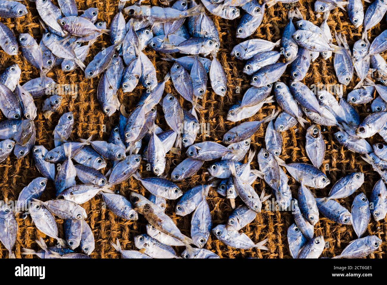 Fish drying in the sun at Negombo fish market (Lellama fish market ...