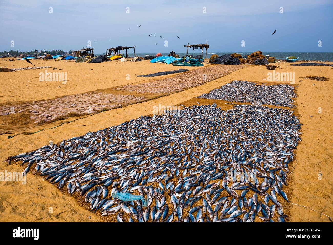 Negombo fish market, fish drying in the sun at Lellama fish market ...