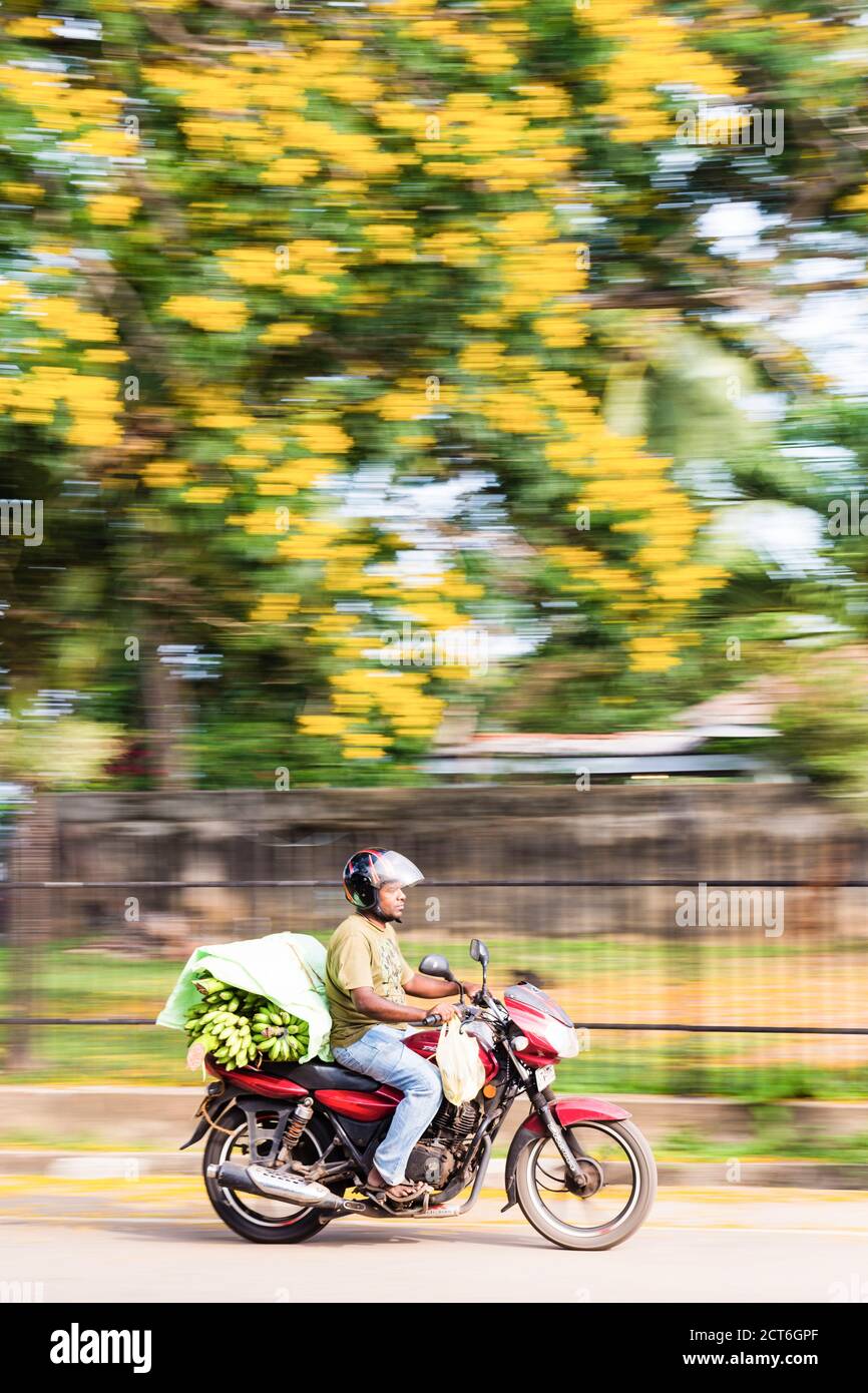Moped speeding on the streets of Negombo carrying bananas, West Coast ...