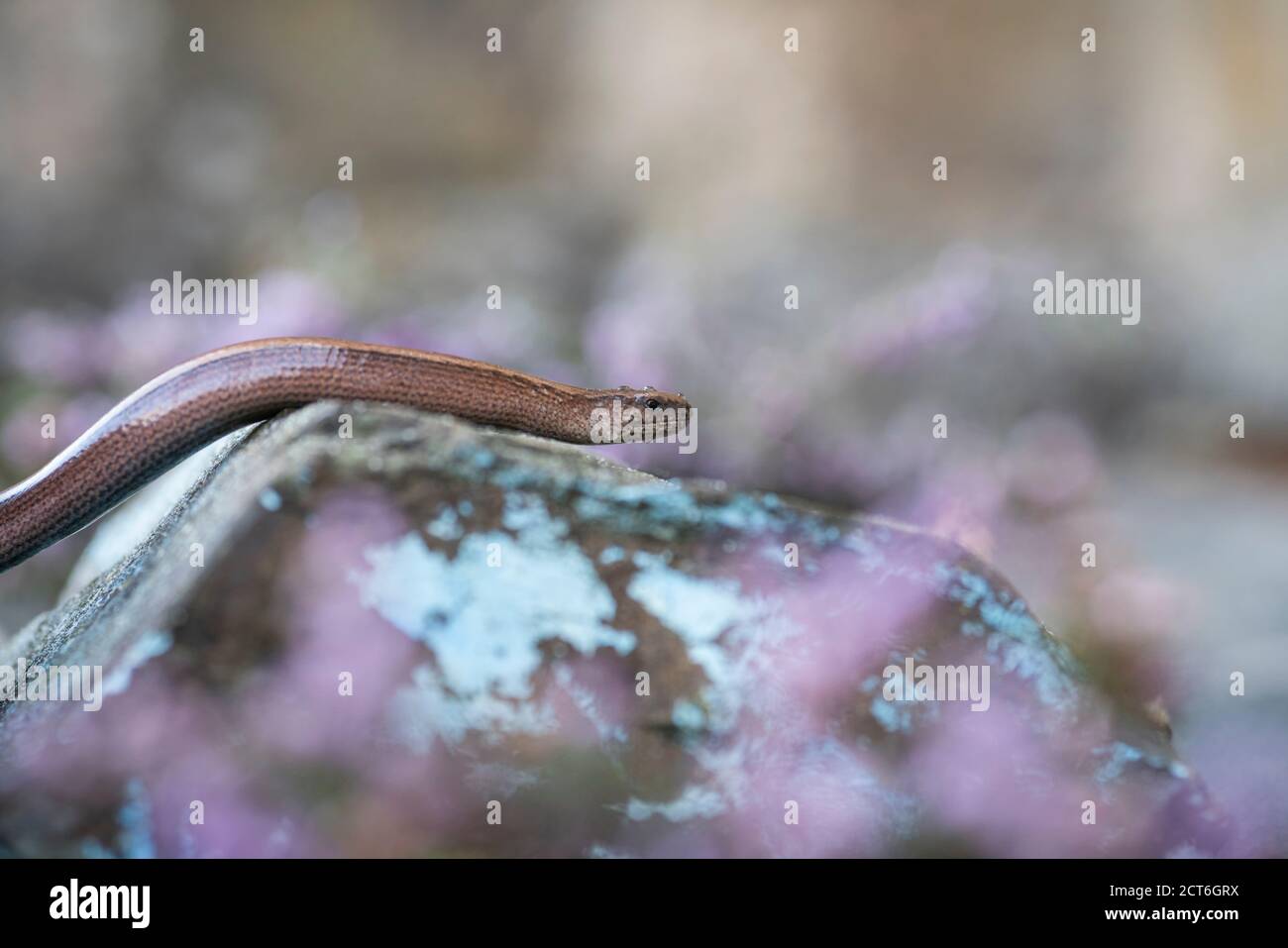 Slow worm, Anguis fragilis, late summer on Buckinghamshire heathland ...