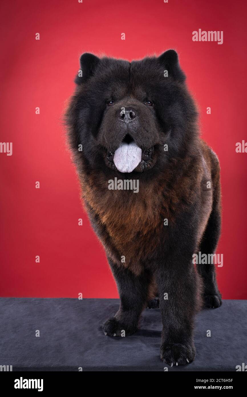 A Black Chinese dog Chow Chow with blue tongue against red background ...