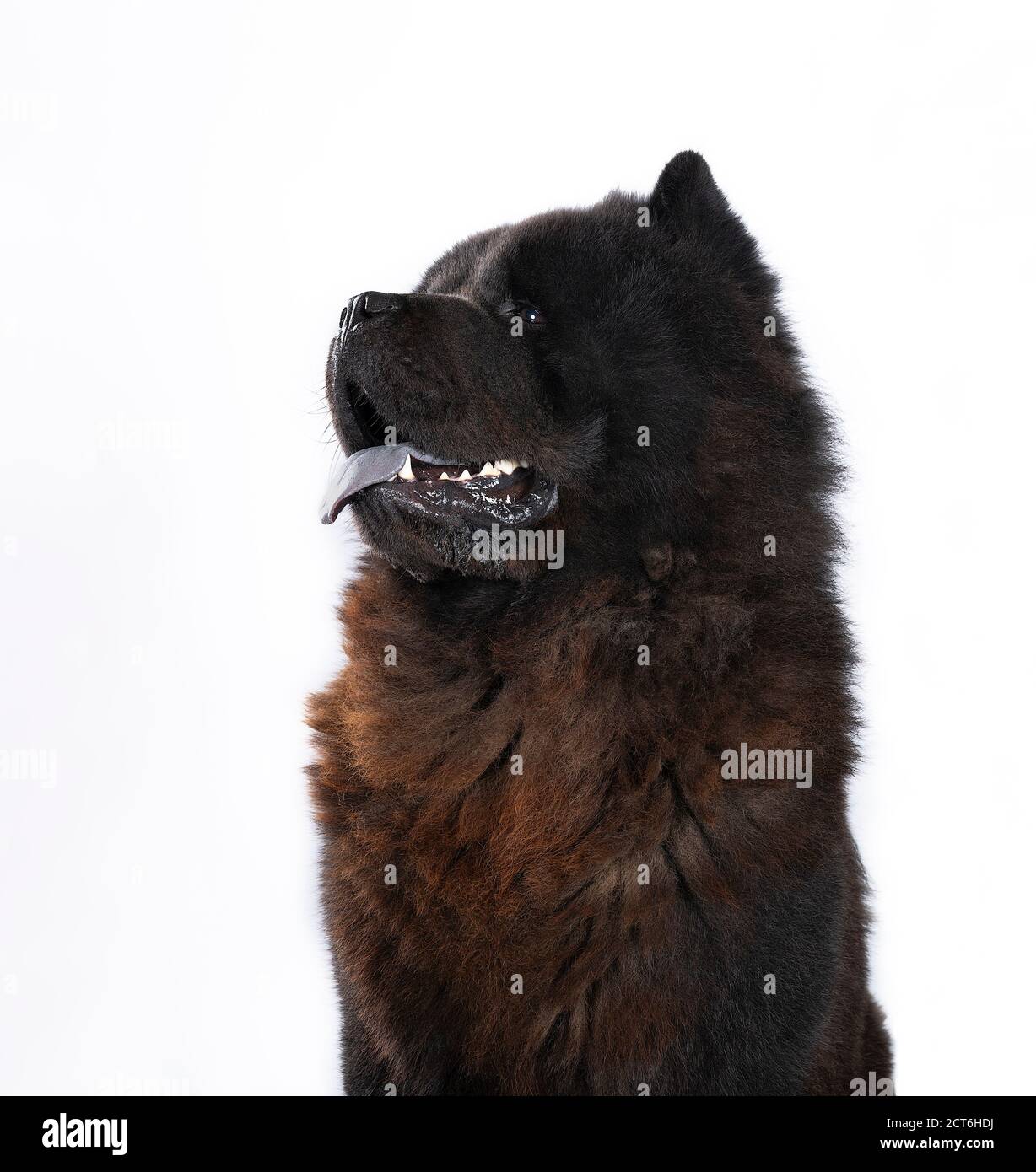 A Black Chinese dog Chow Chow with blue tongue against white background ...
