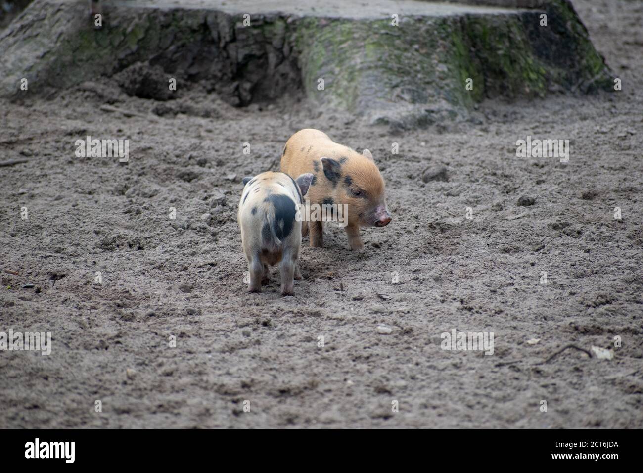 Two small spotted pigs playing at a farm Stock Photo - Alamy