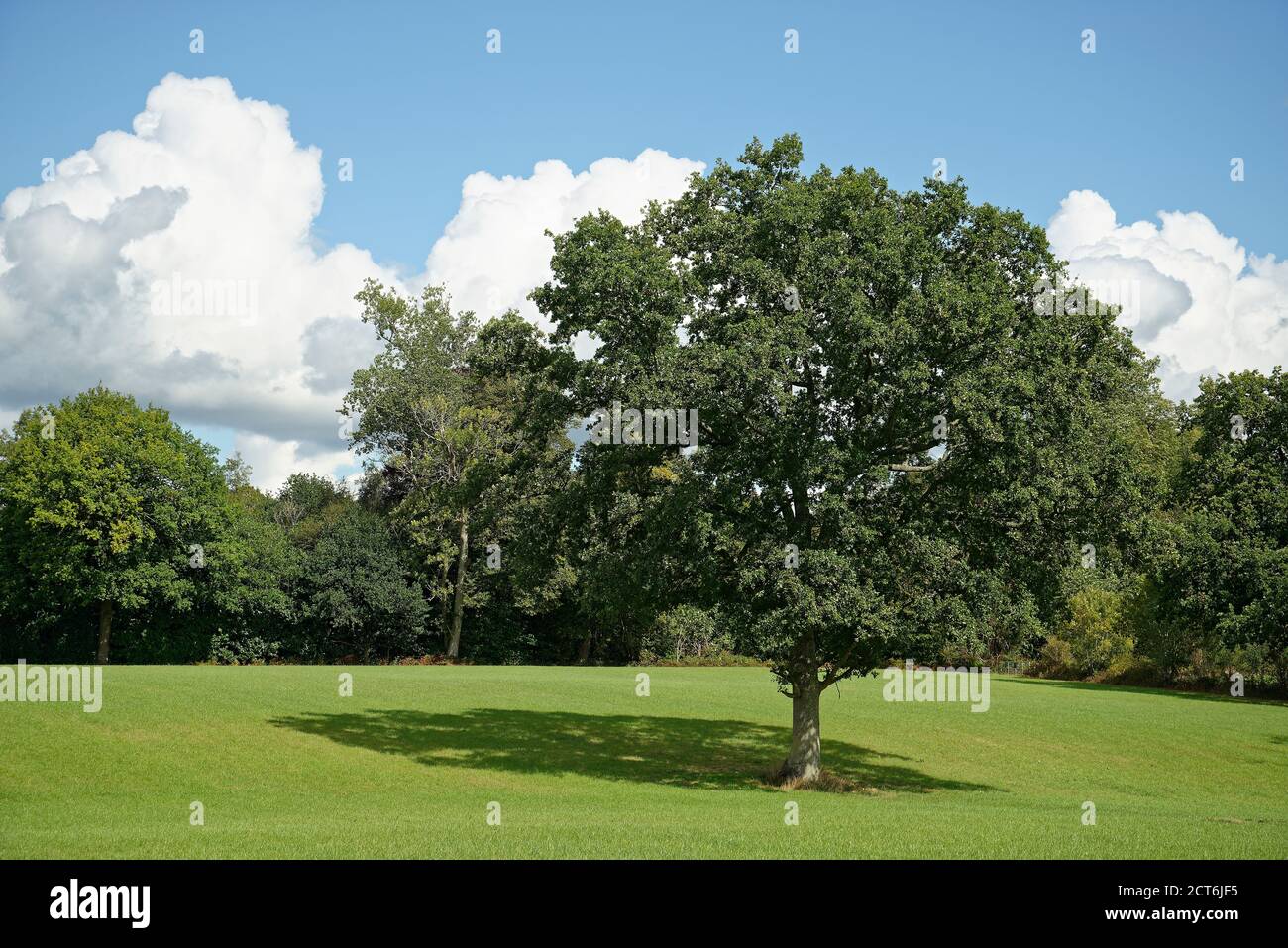 An old oak tree in a grassland field setting with a wood behind Stock ...