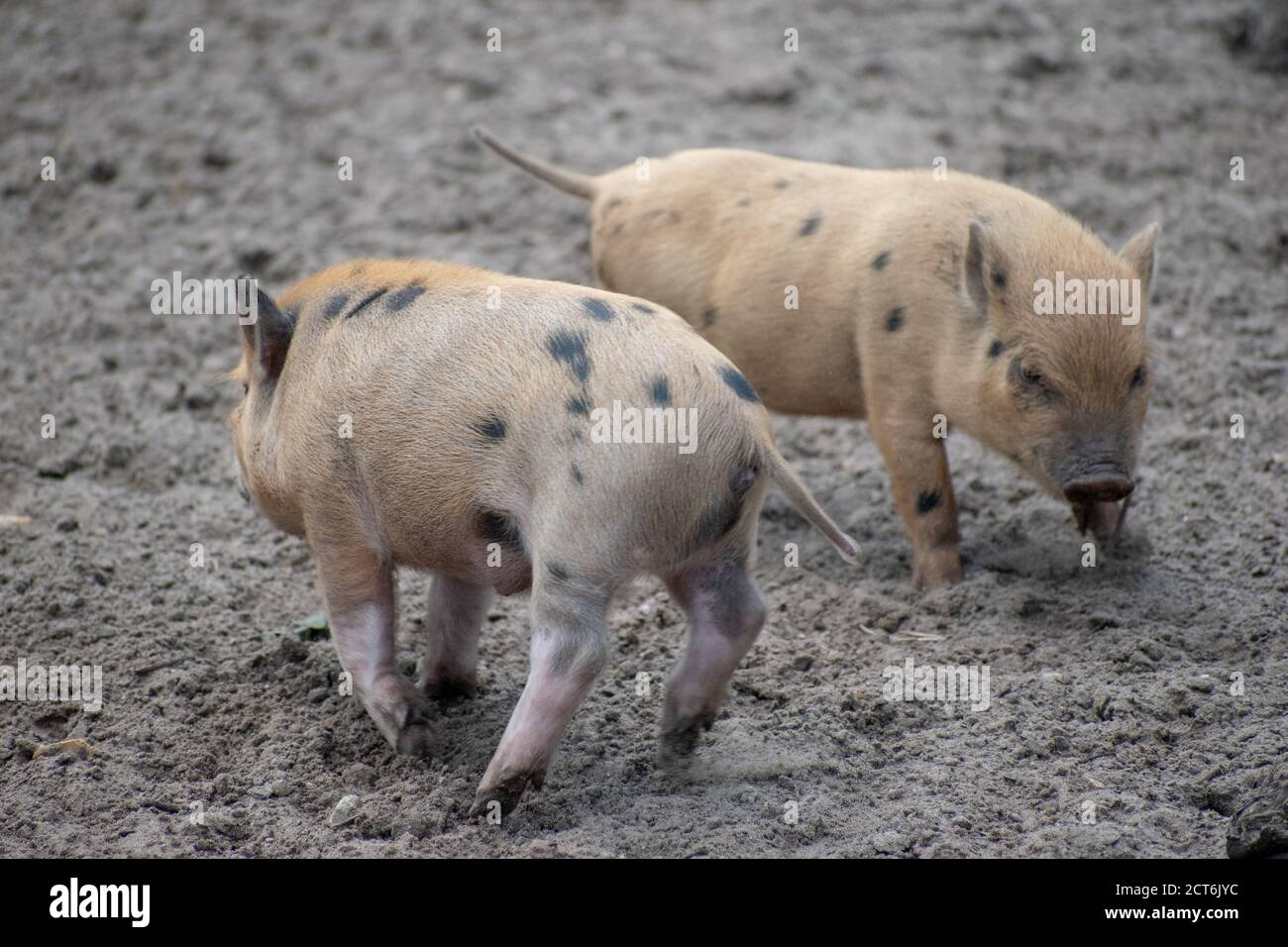 The two small spotted pigs playing at a farm Stock Photo - Alamy