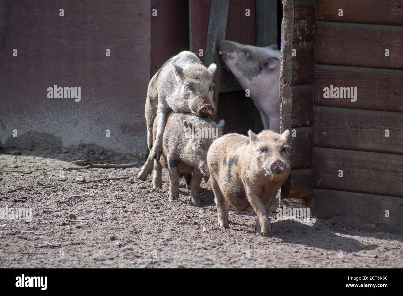 Small spotted brown pigs playing at a farm Stock Photo - Alamy