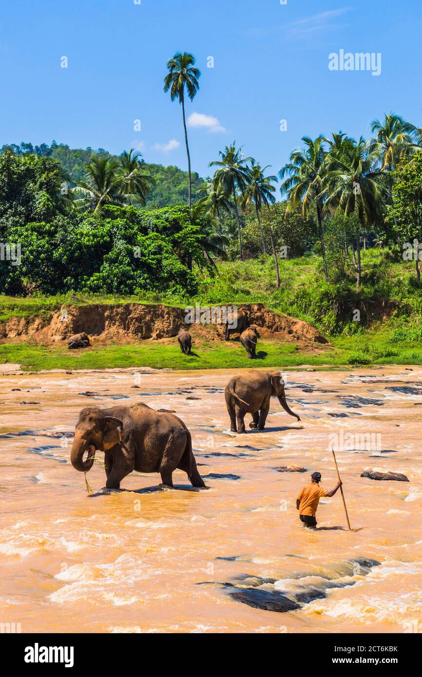 Mahut and elephants at Pinnawala Elephant Orphanage in the Maha Oya ...