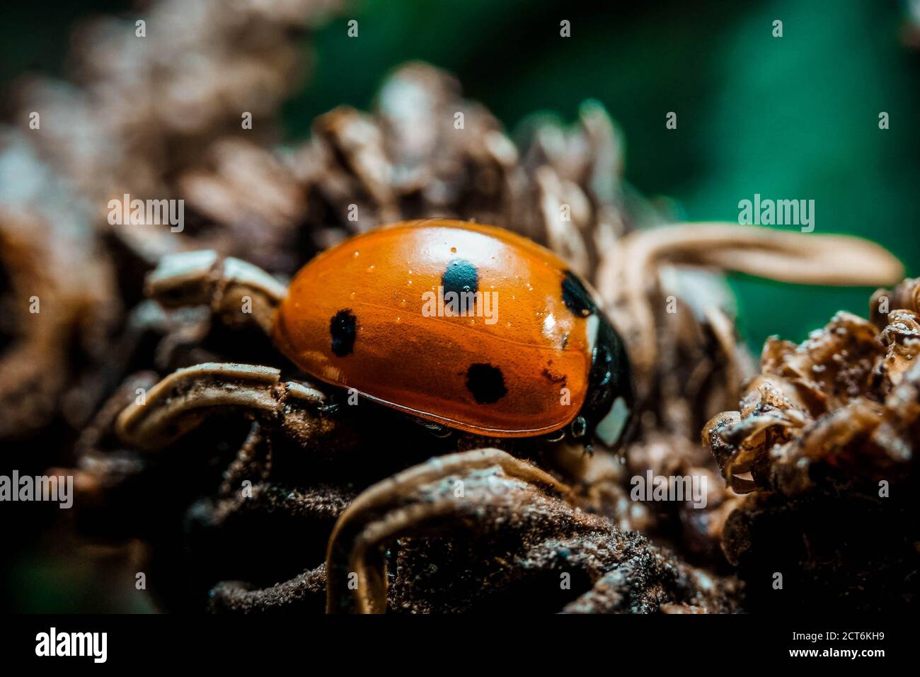 Ladybird ladybugs hi-res stock photography and images - Alamy