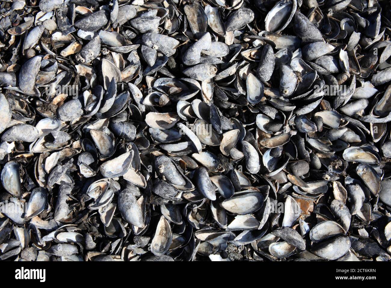 Used and discarded mussel shell fish background from a sea beach ...