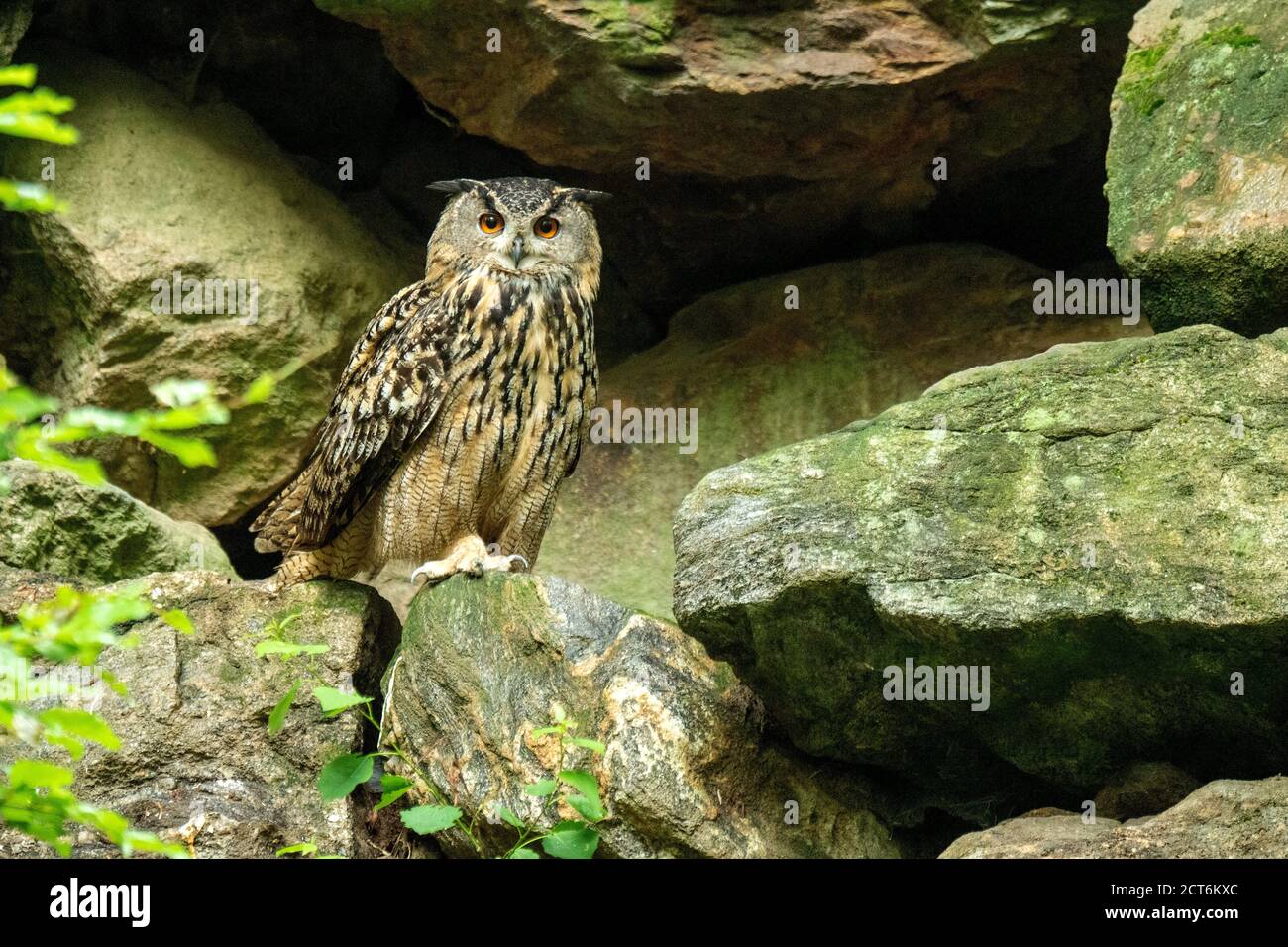 Europaischer uhu hi-res stock photography and images - Alamy