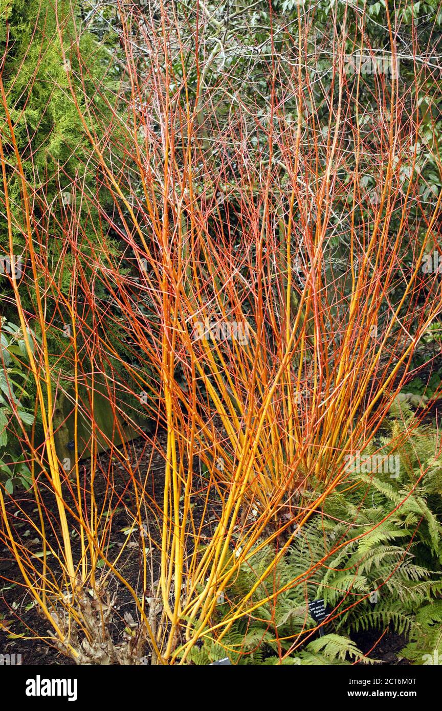 Salix winter garden hi-res stock photography and images - Alamy