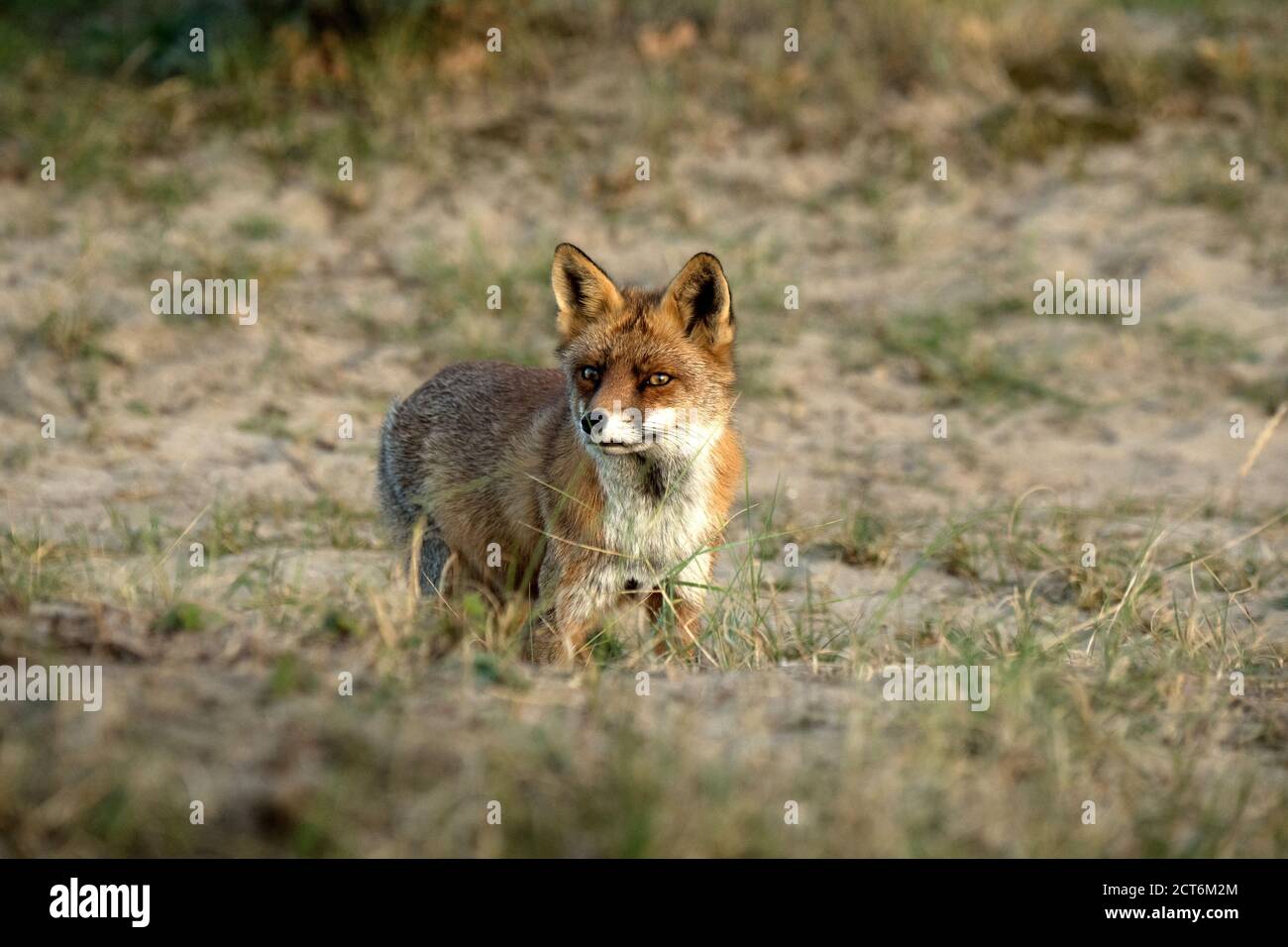 Junger fuchs hi-res stock photography and images - Alamy