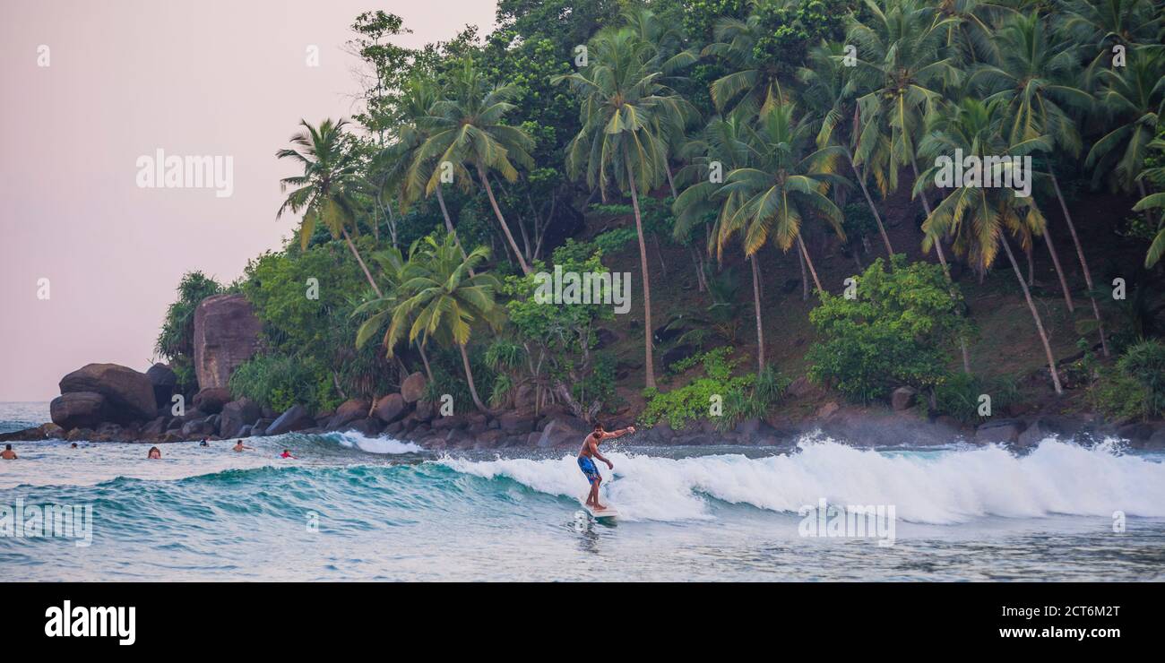 Mirissa Beach, surfer surfing in front of palm trees, South Coast of ...