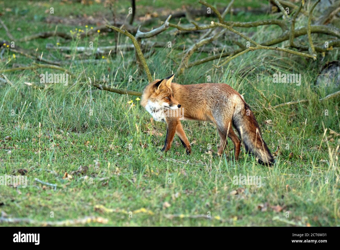 Junger fuchs hi-res stock photography and images - Alamy