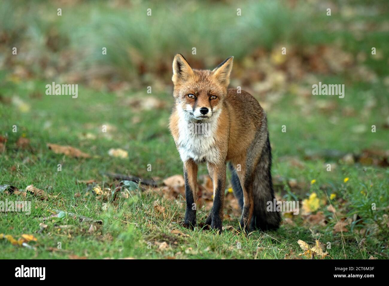 Junger fuchs hi-res stock photography and images - Alamy